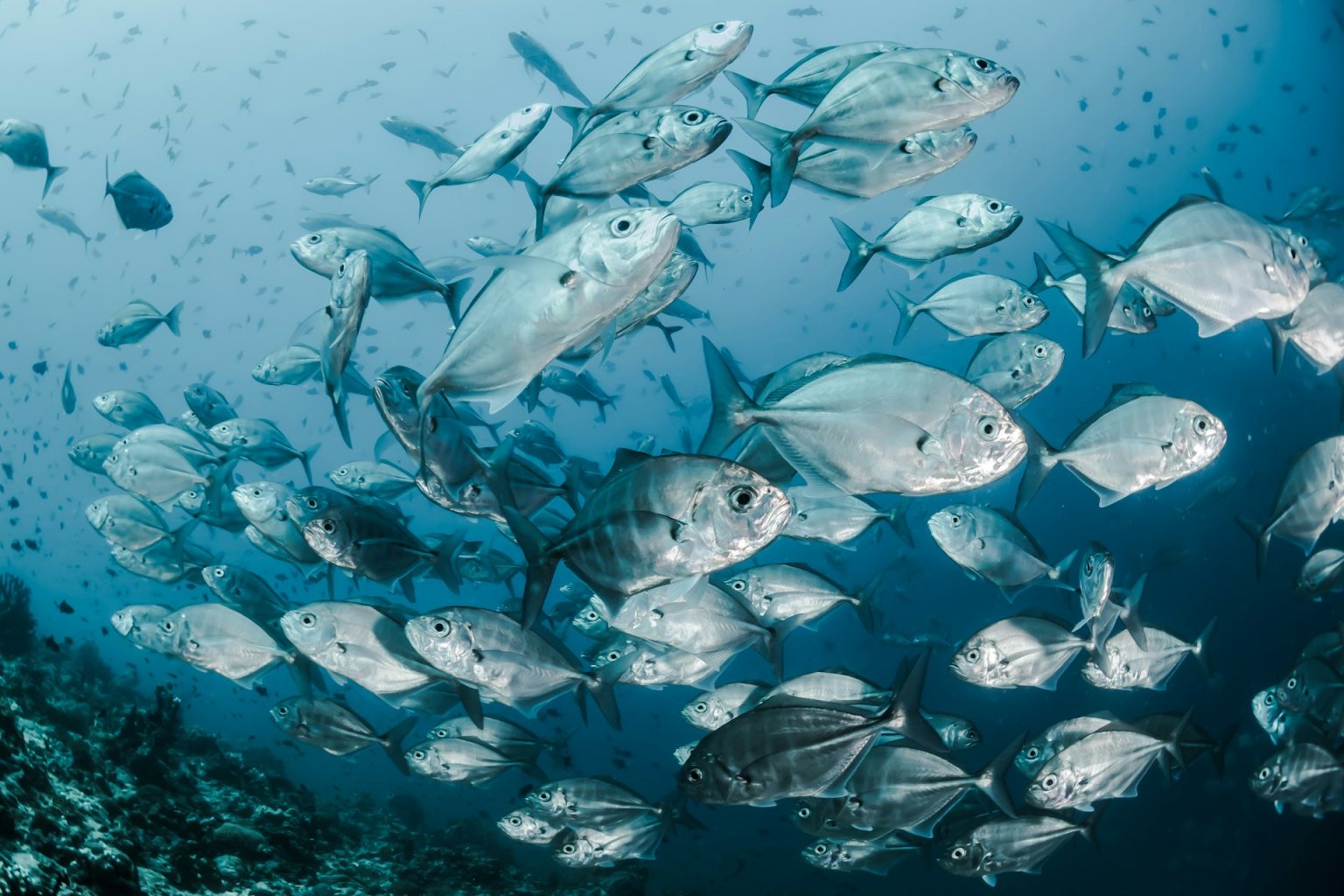 Peixe-lua: o gigante dos oceanos e suas curiosidades – Observatório ...